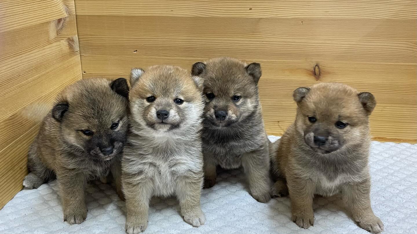 Home - Brushwood Shibas